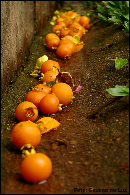 Gabiroba Beneficios e Maleficios da Fruta – Mundo Ecologia