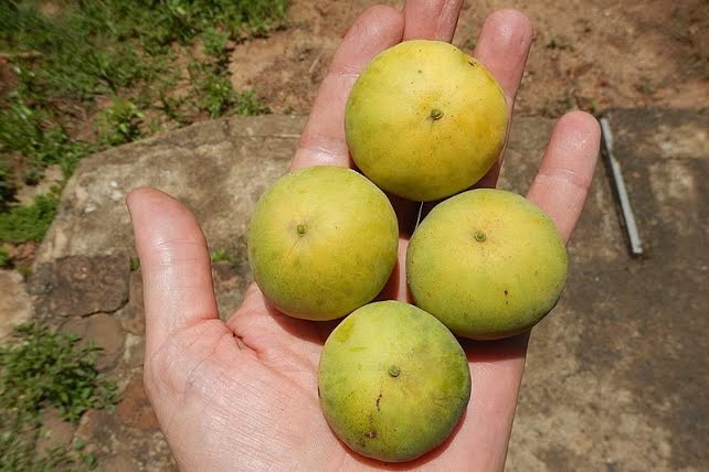 Gabiroba Adubação: Como Fazer? O Que Usar? | Mundo Ecologia