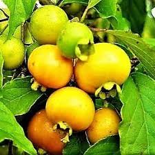 Gabiroba Lisa: Características, Nome Cientifico e Fotos | Mundo Ecologia