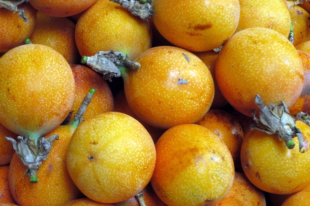 Gabiroba Lisa: Características, Nome Cientifico e Fotos | Mundo Ecologia