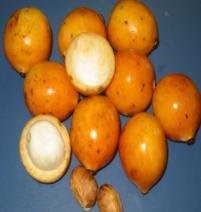 Gabiroba Lisa: Características, Nome Cientifico e Fotos | Mundo Ecologia