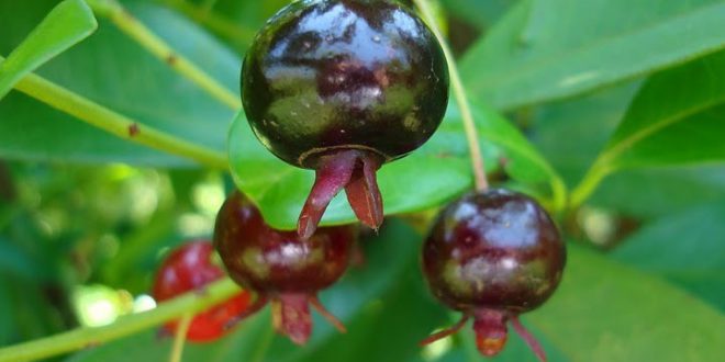 Gabiroba Roxa: Características, Nome Científico e Fotos | Mundo Ecologia