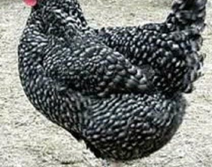 Galinha Carijó: Características, Ovos, Como Criar, Preço e Fotos ...