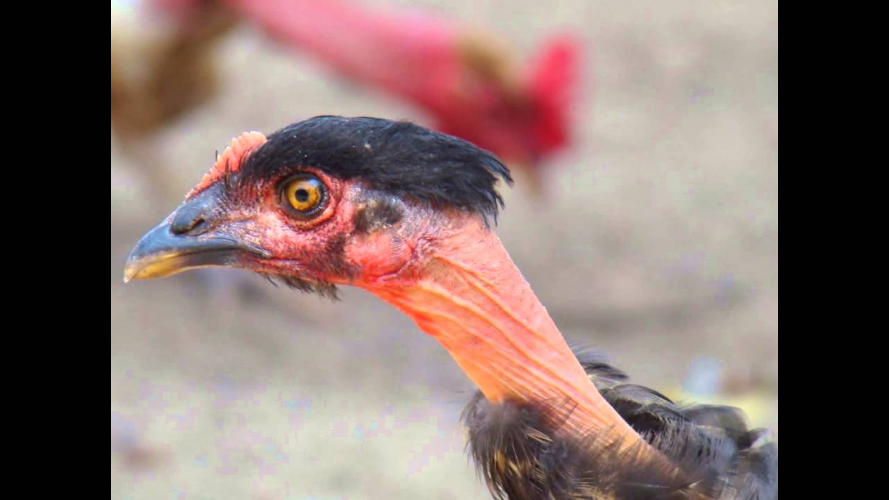 Galinha Do Pescoço Depenado - RETOEDU
