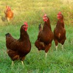 Galinha Rhode Island Red: Características, Criatório e Fotos | Mundo ...