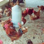 Galinha Rhode Island Red: Características, Criatório e Fotos | Mundo ...