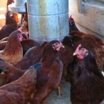 Galinha Rhode Island Red: Características, Criatório e Fotos | Mundo ...