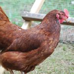 Galinha Rhode Island Red: Características, Criatório e Fotos | Mundo ...