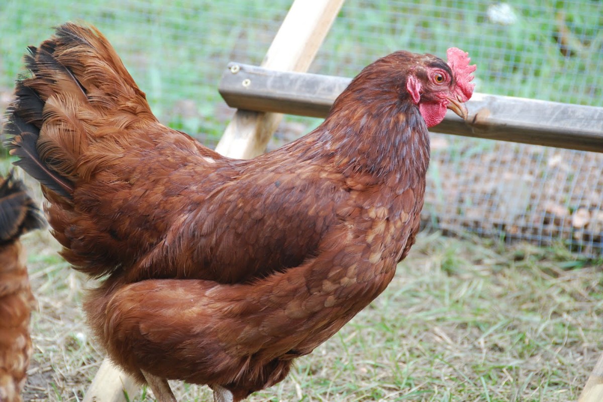 Galinha Rhode Island Red: Características, Criatório e Fotos | Mundo ...