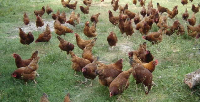 Galinha Rhode Island Red: Características, Criatório e Fotos | Mundo ...