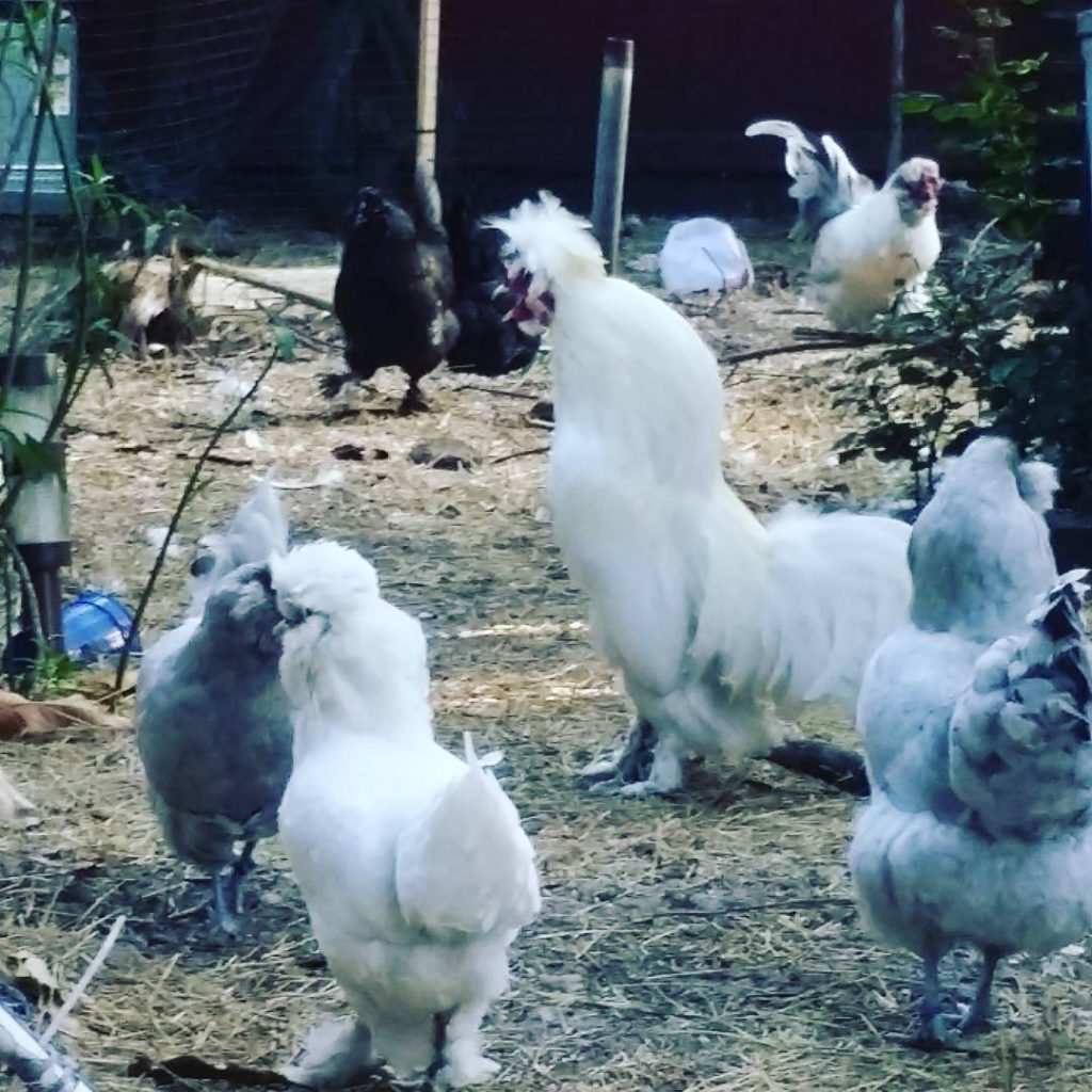 Galinha Sultan: Características, Ovos, Preço, Como Criar e Foto | Mundo ...