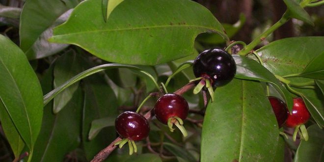 Guavirova Preta: Características, Nome Científico e Fotos | Mundo Ecologia