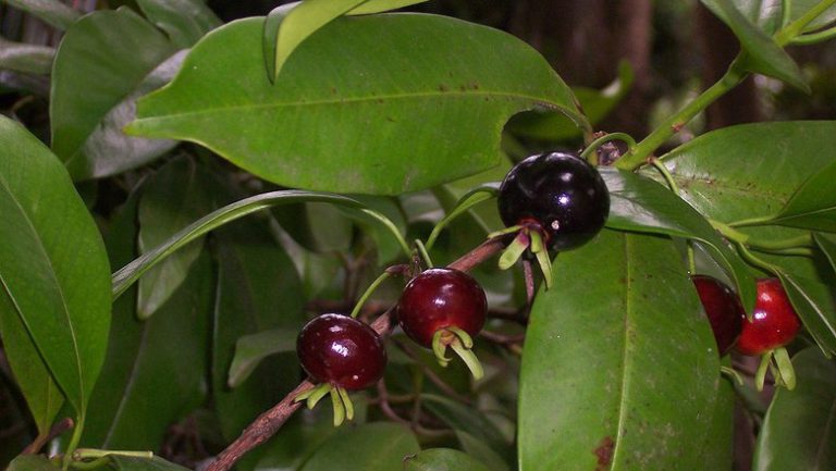 Guavirova Preta: Características, Nome Científico e Fotos | Mundo Ecologia