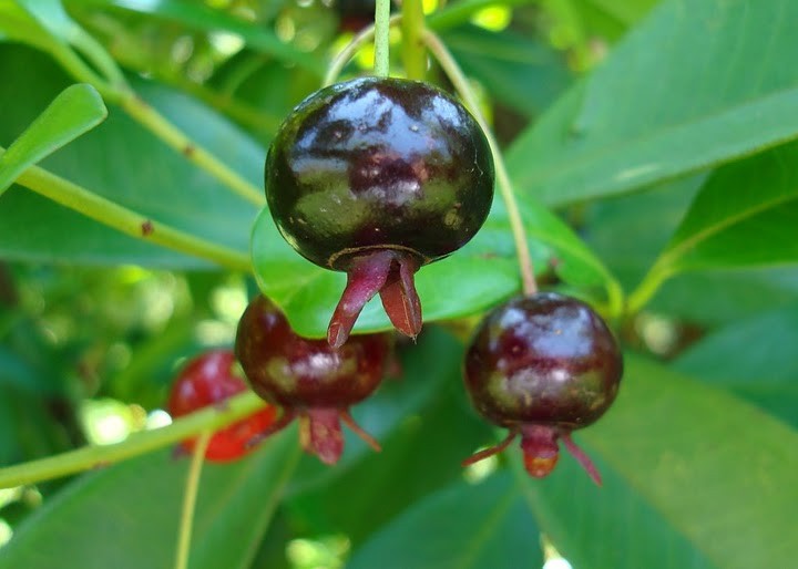 Guavirova Preta: Características, Nome Científico e Fotos | Mundo Ecologia