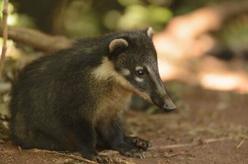 Habitat do Texugo: Onde Eles Vivem? | Mundo Ecologia