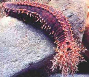 Pepino do mar Gigante Existe? Onde Ele se Localiza? | Mundo Ecologia