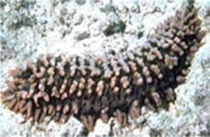 Pepino do mar Gigante Existe? Onde Ele se Localiza? | Mundo Ecologia