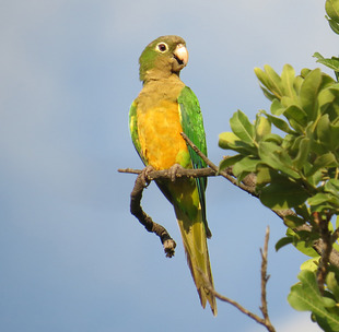 Jandaia da Caatinga: Características, Nome Científico e Fotos – Mundo ...