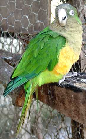 Jandaia da Caatinga: Características, Nome Científico e Fotos – Mundo ...