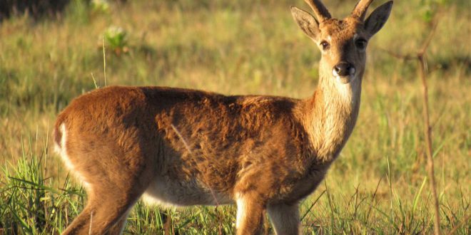 Cervídeos do Brasil : Guia de Identificação de Família e Espécie ...