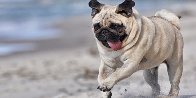 Pug Chocolate, Tigrado, Prata e de Cores Exóticas com Fotos | Mundo ...