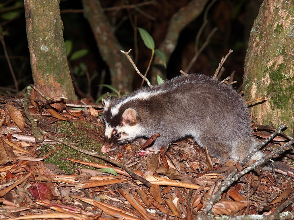 Furão-Texugo Chinês: Caracteristicas, Peso, Tamanho e Fotos – Mundo ...