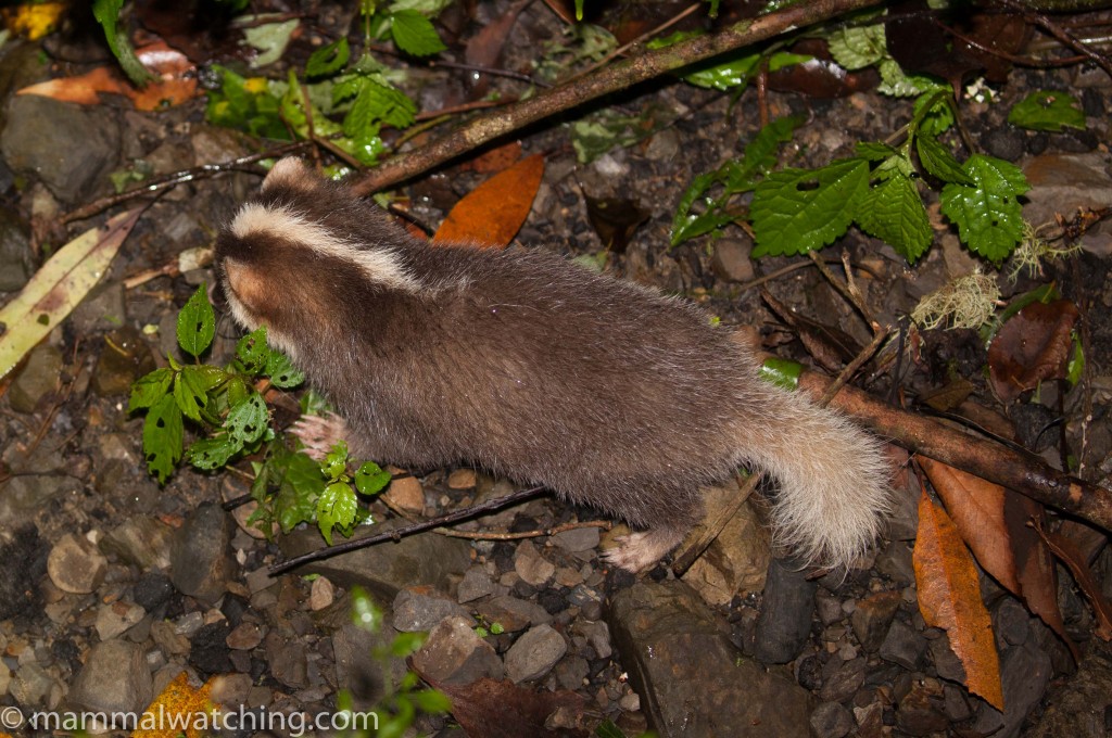 Furão-Texugo Chinês: Caracteristicas, Peso, Tamanho e Fotos – Mundo ...