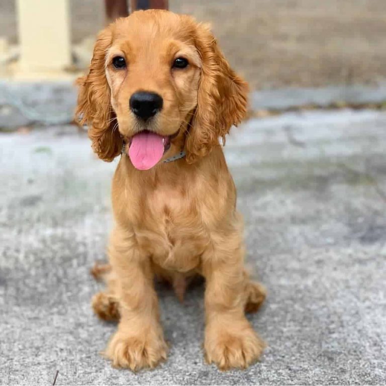 Existe Cocker Spaniel Mini? Onde Encontrar, Cores e Fotos | Mundo Ecologia