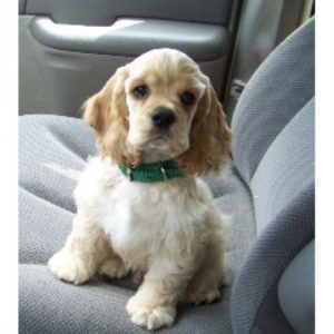 Existe Cocker Spaniel Mini? Onde Encontrar, Cores e Fotos | Mundo Ecologia