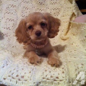 Existe Cocker Spaniel Mini? Onde Encontrar, Cores e Fotos | Mundo Ecologia