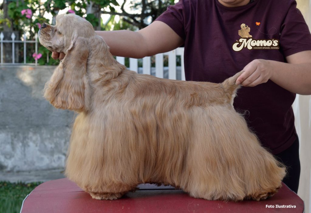 Top 10 Canis Do Brasil Do Cachorro Cocker Spaniel – Mundo Ecologia