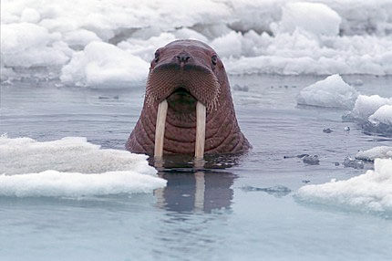 Hábitos da Morsa e Comportamento na Natureza | Mundo Ecologia