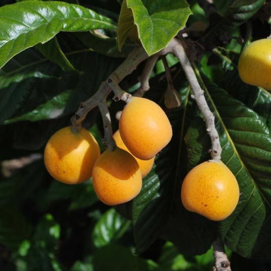 Nêspera Curiosidades e Fatos Interessantes Sobre a Fruta | Mundo Ecologia