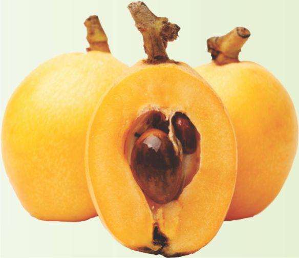 Nêspera Curiosidades e Fatos Interessantes Sobre a Fruta | Mundo Ecologia