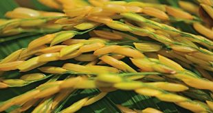 Banana Pacovan Benefícios | Mundo Ecologia