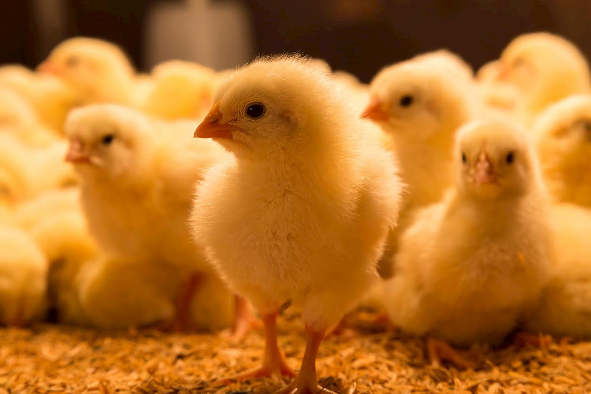 Fases da Galinha Desde o Ovo e Como Nascem Os Pintinhos | Mundo Ecologia