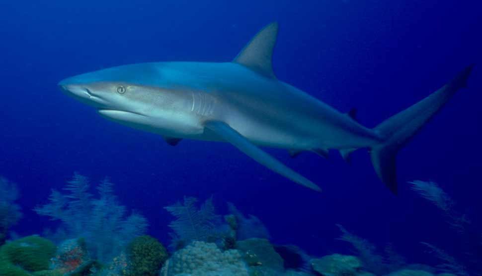 Tubarão Azul: É Perigoso? Em Extinção? Características e Fotos | Mundo ...