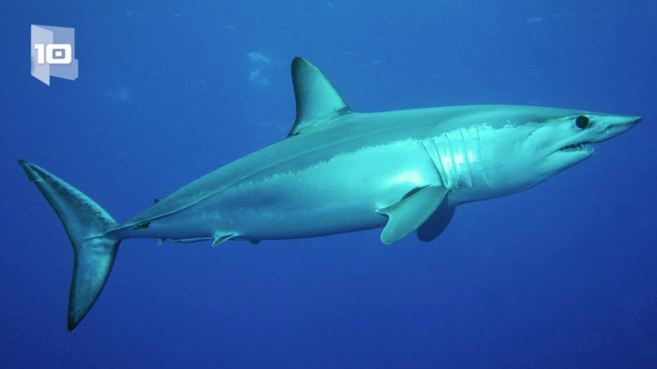 Tubarão Azul: É Perigoso? Em Extinção? Características e Fotos | Mundo ...