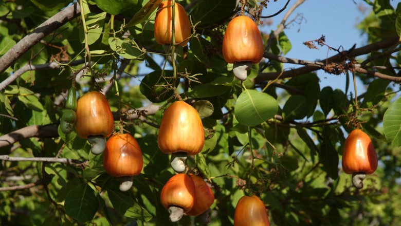 Caju Benefícios e Malefícios – Mundo Ecologia