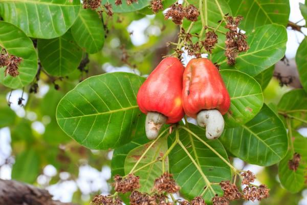 Caju Benefícios e Malefícios – Mundo Ecologia