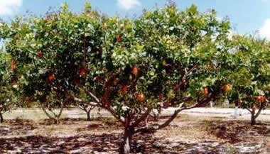 Caju Benefícios e Malefícios – Mundo Ecologia