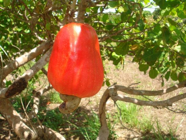 Pé de Caju Como Cuidar, Adubar e Podar com Fotos – Mundo Ecologia