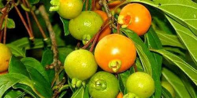 Gabiroba Amarela: Características, Benefícios e Fotos | Mundo Ecologia