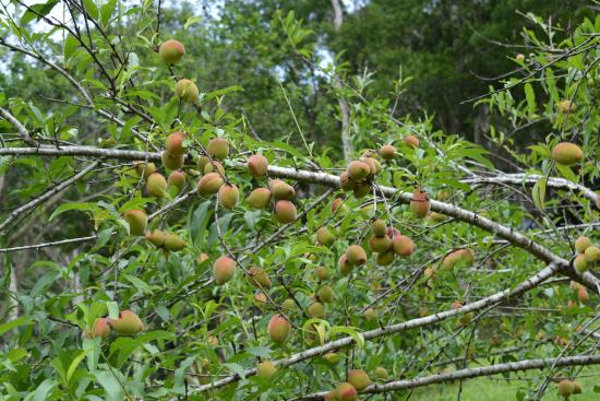 Origem do Pessegueiro no Brasil e História da Fruta | Mundo Ecologia