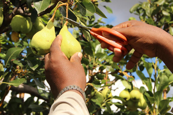 Meu Pé de Pera Não Produz: O Que Fazer Para Dar Frutos? | Mundo Ecologia