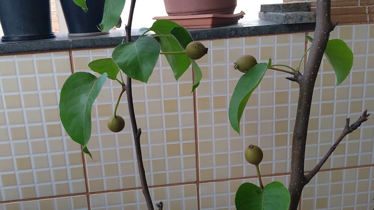 Pé de Pera em Vaso: Como Plantar, Cultivar e Fazer Mudas | Mundo Ecologia