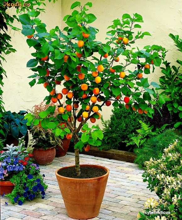 Pé de Pera em Vaso: Como Plantar, Cultivar e Fazer Mudas | Mundo Ecologia