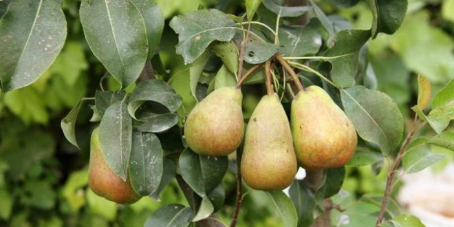 Pé de Pera Tem Espinho? Qual o Nome do Pé de Pera? | Mundo Ecologia