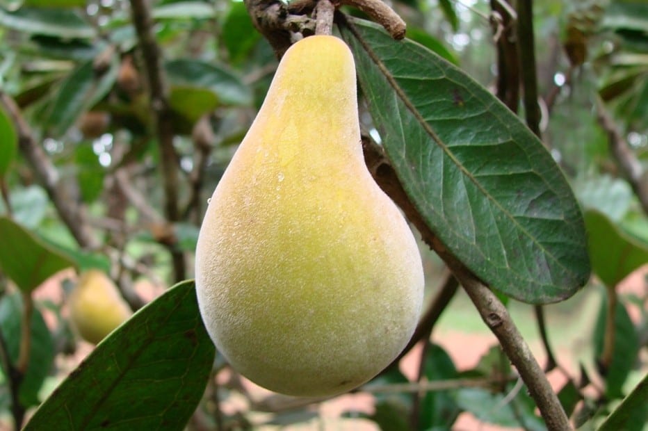 Pé de Pera Tem Espinho? Qual o Nome do Pé de Pera? | Mundo Ecologia