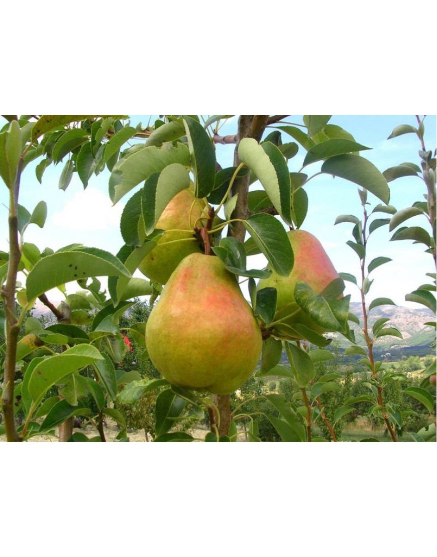 Pêra D’Água: Características, Nome Cientifico, Benefícios e Fotos ...